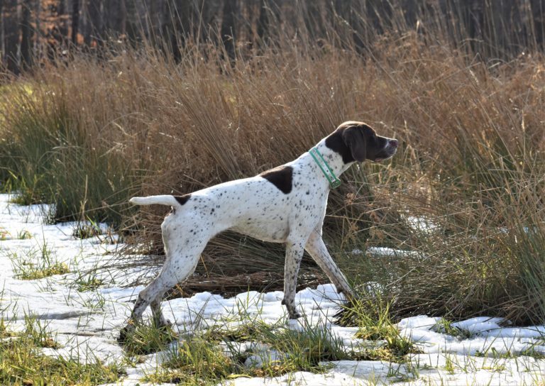 Our Dogs | Great Lakes Gun Dogs