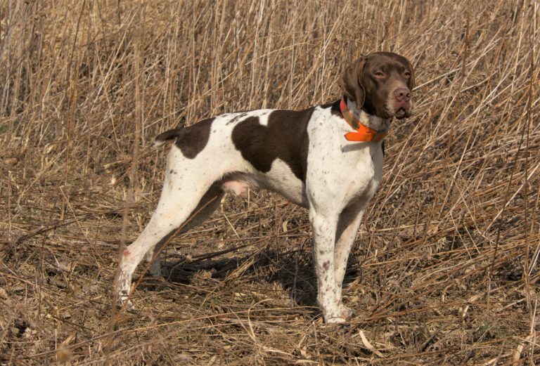 Our Dogs | Great Lakes Gun Dogs